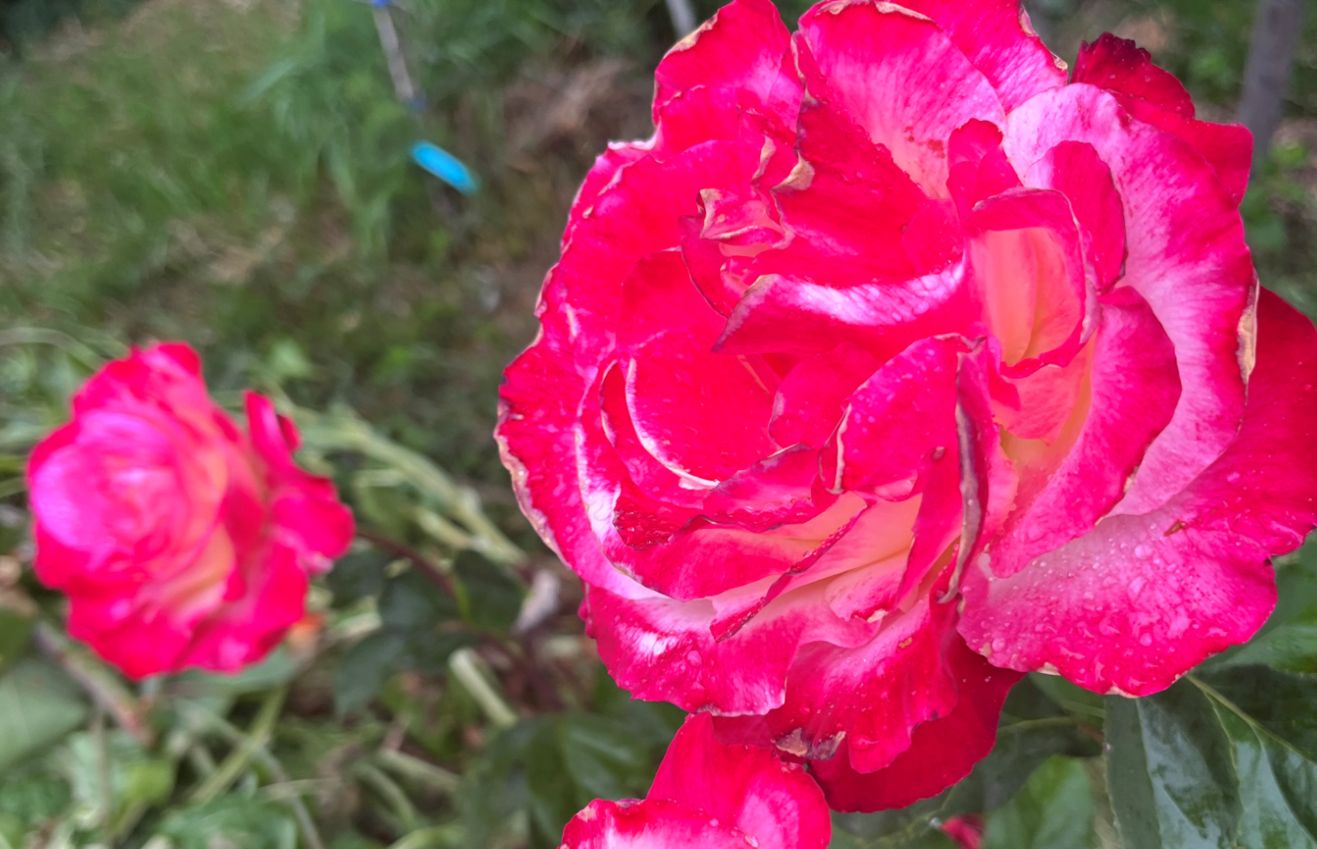 Fostering Biodiversity: Pollinator Sanctuary Garden Inventory - Nettles ...