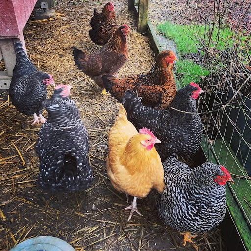 Feeding Chickens: The Ultimate Guide to Healthy Kitchen Scraps and ...